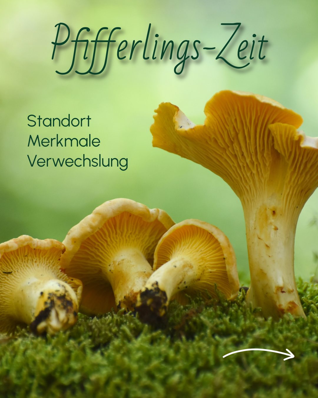 Echten Pfifferling Erkennen - Wichtige Merkmale