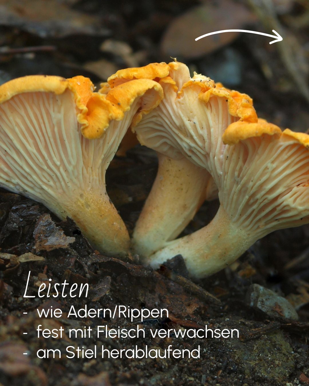 Echten Pfifferling Erkennen - Wichtige Merkmale