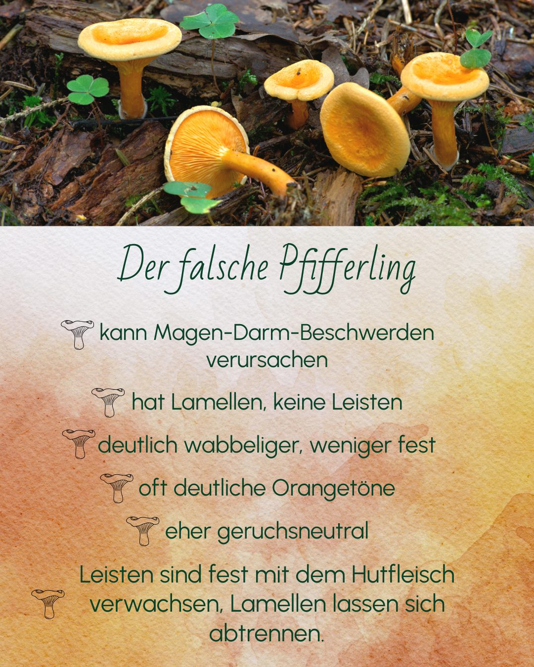 Echten Pfifferling Erkennen - Wichtige Merkmale